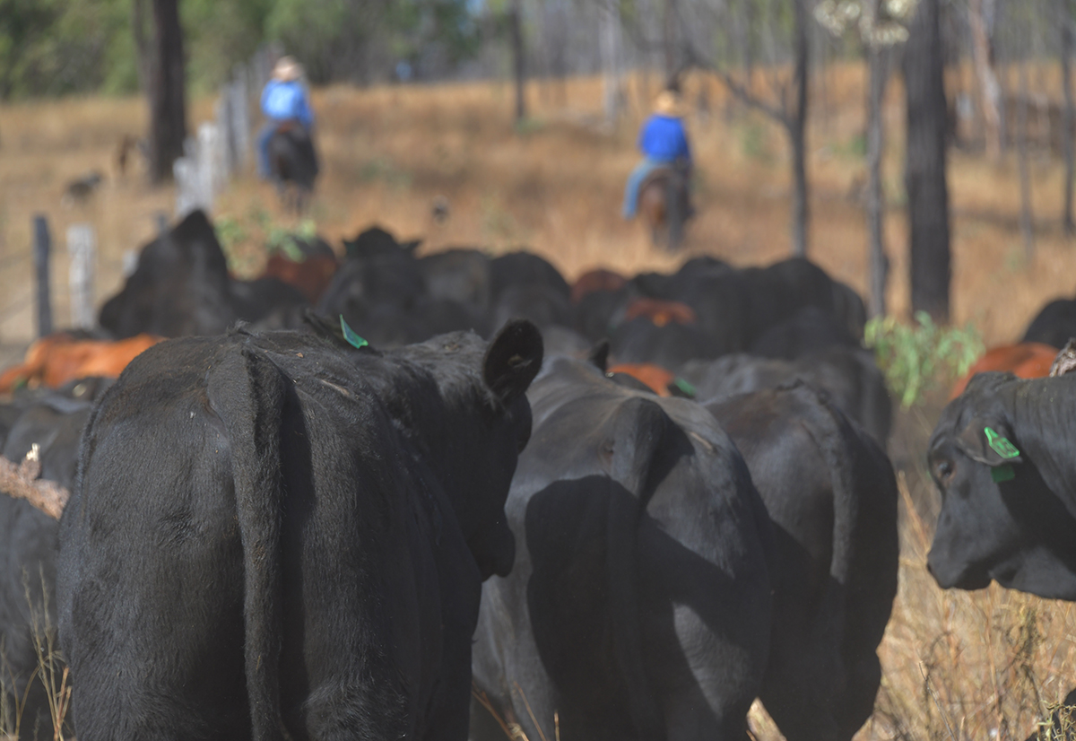 Wee li’l Bulls | Bush Babe of Oz